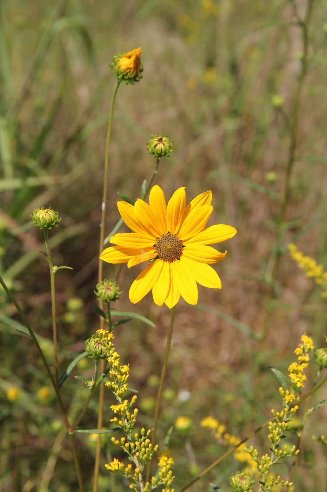 Hoot Owl Karma: September Sunflowers - Helianthus spp.