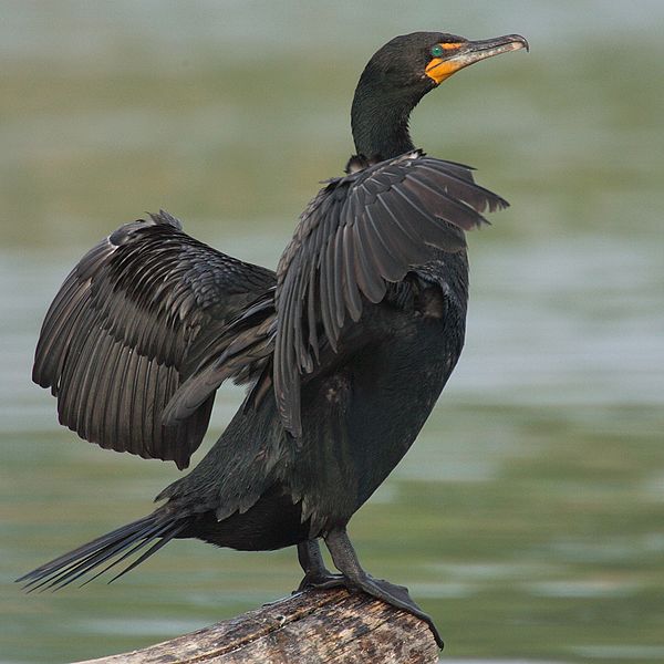 Ocracoke Island Journal: Cormorants