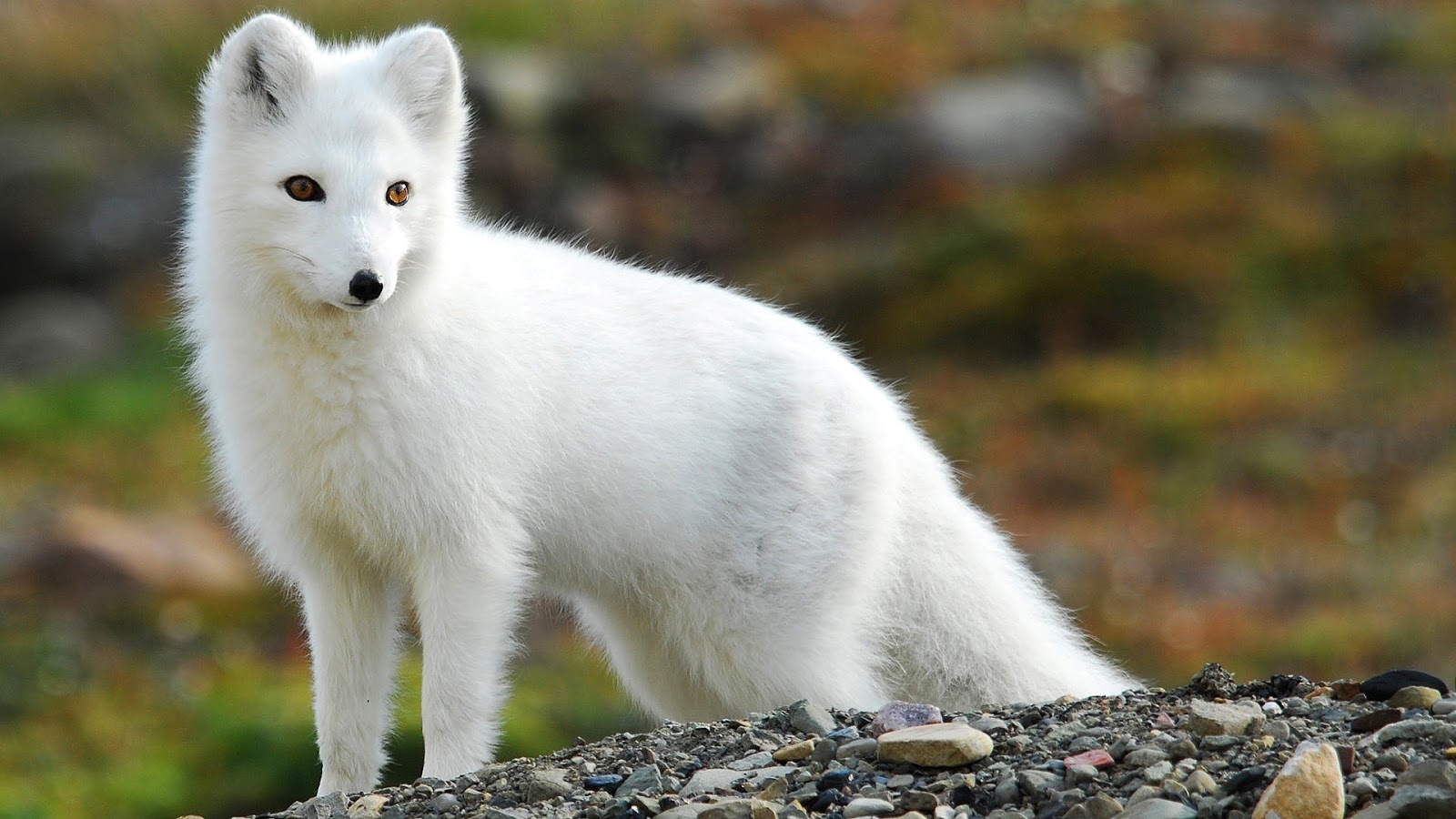 Vulpes. The Evolution of Foxes: Vulpes lagopus the Arctic Fox