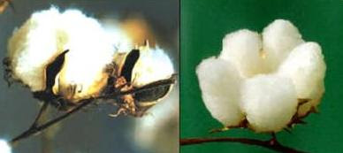 Bir tohum lifi olan pamuk lifleri