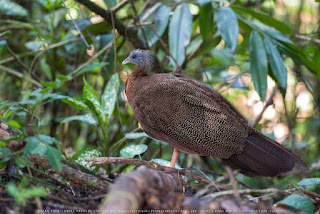 B u r u n g B e l a k a n g R u m a h .....: Kuang Raya ( Great Argus )