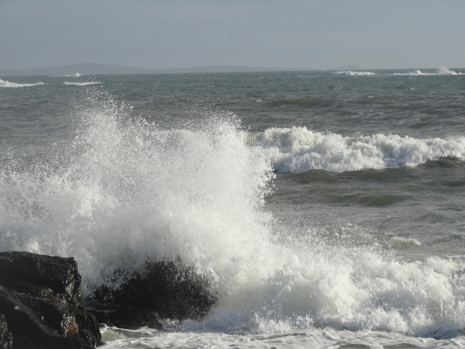 Wildflower: Wind and waves
