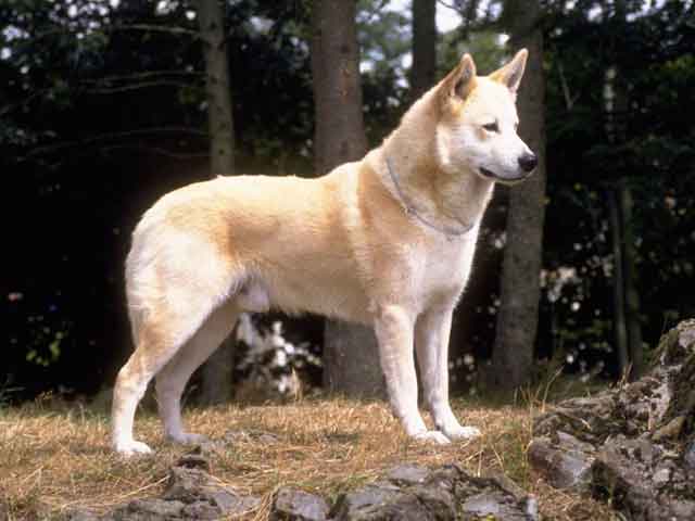Canaan Dog | The Life of Animals