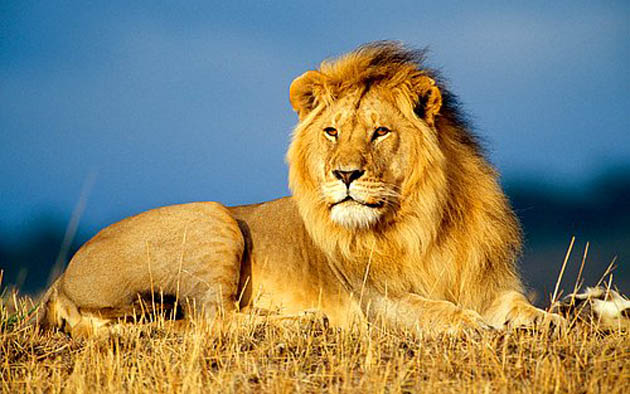 HAYVANLAR ALEMİ: VAHŞİ HAYVANLAR