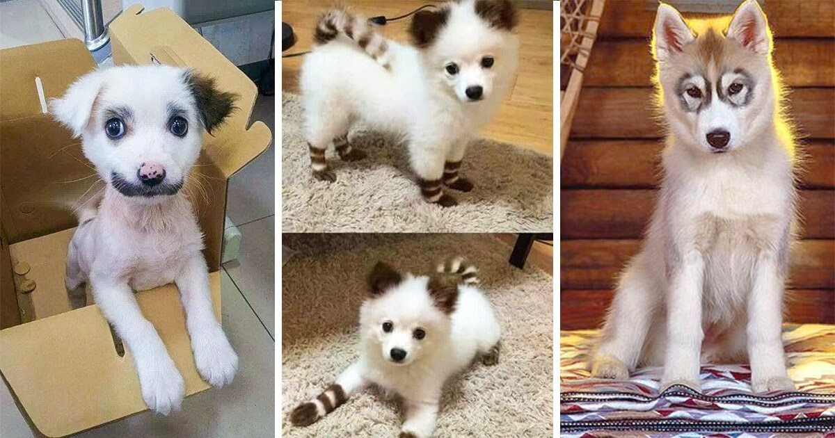 25 Adorable Animals With Extraordinary Colors And Markings That Took ...