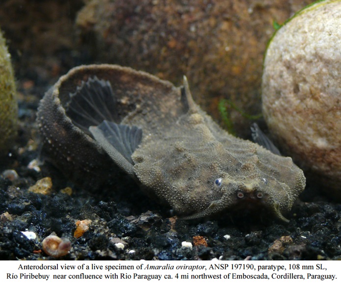 Species New to Science: [Ichthyology • 2016] Amaralia oviraptor • A New ...