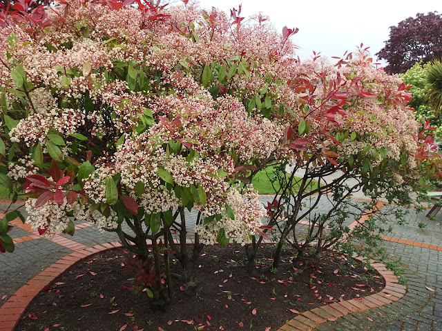 Garden Bloggers' Blooms Day - Photinia 'Red Robin'