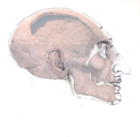 What's It All About?: Giants, Long Head Skulls, Royals And Hiding In ...