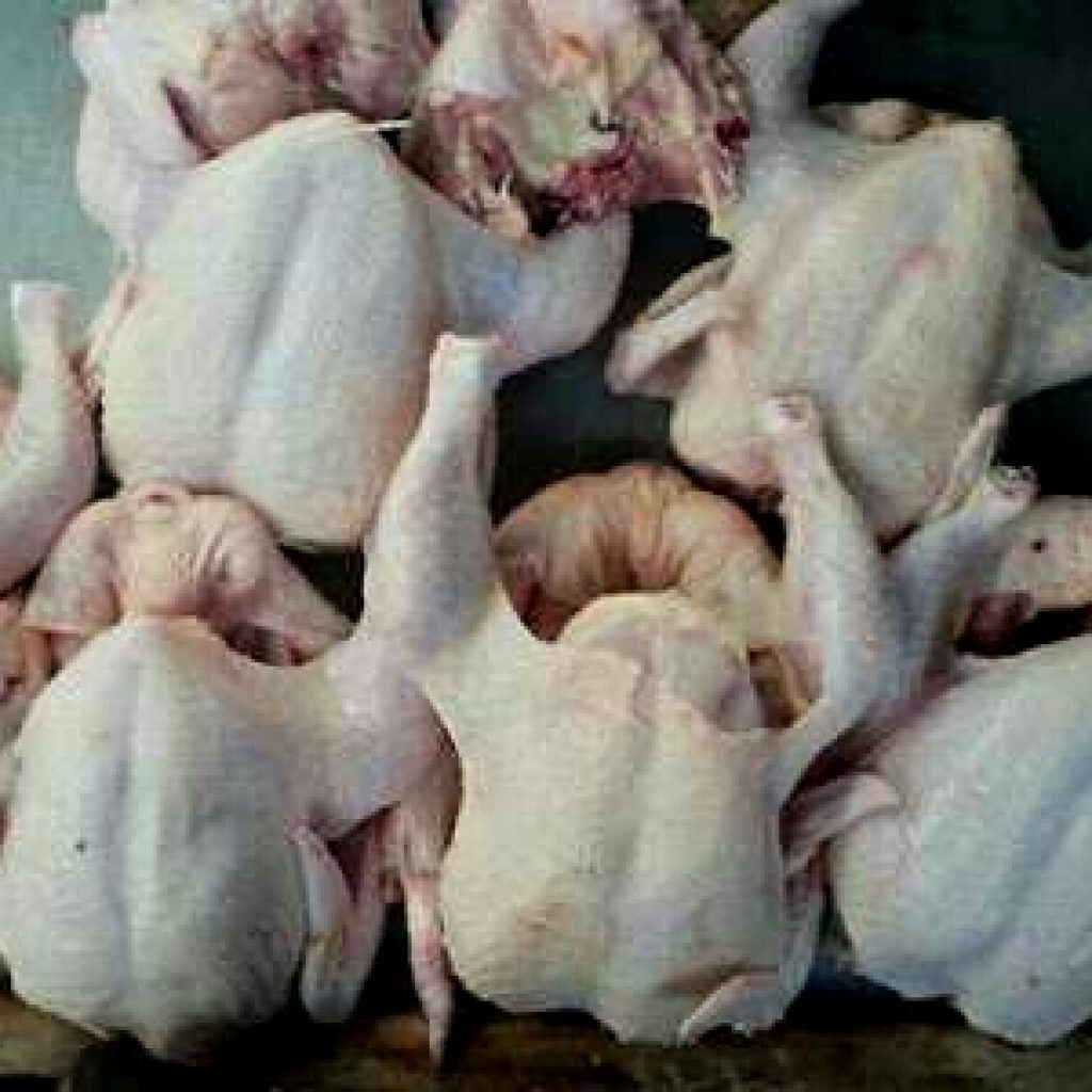 Cara Jual Ayam Potong Agar Cepat Laku - Panggulku