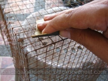 Practical Gardening: Homemade Bird Trap - Painting the Cage