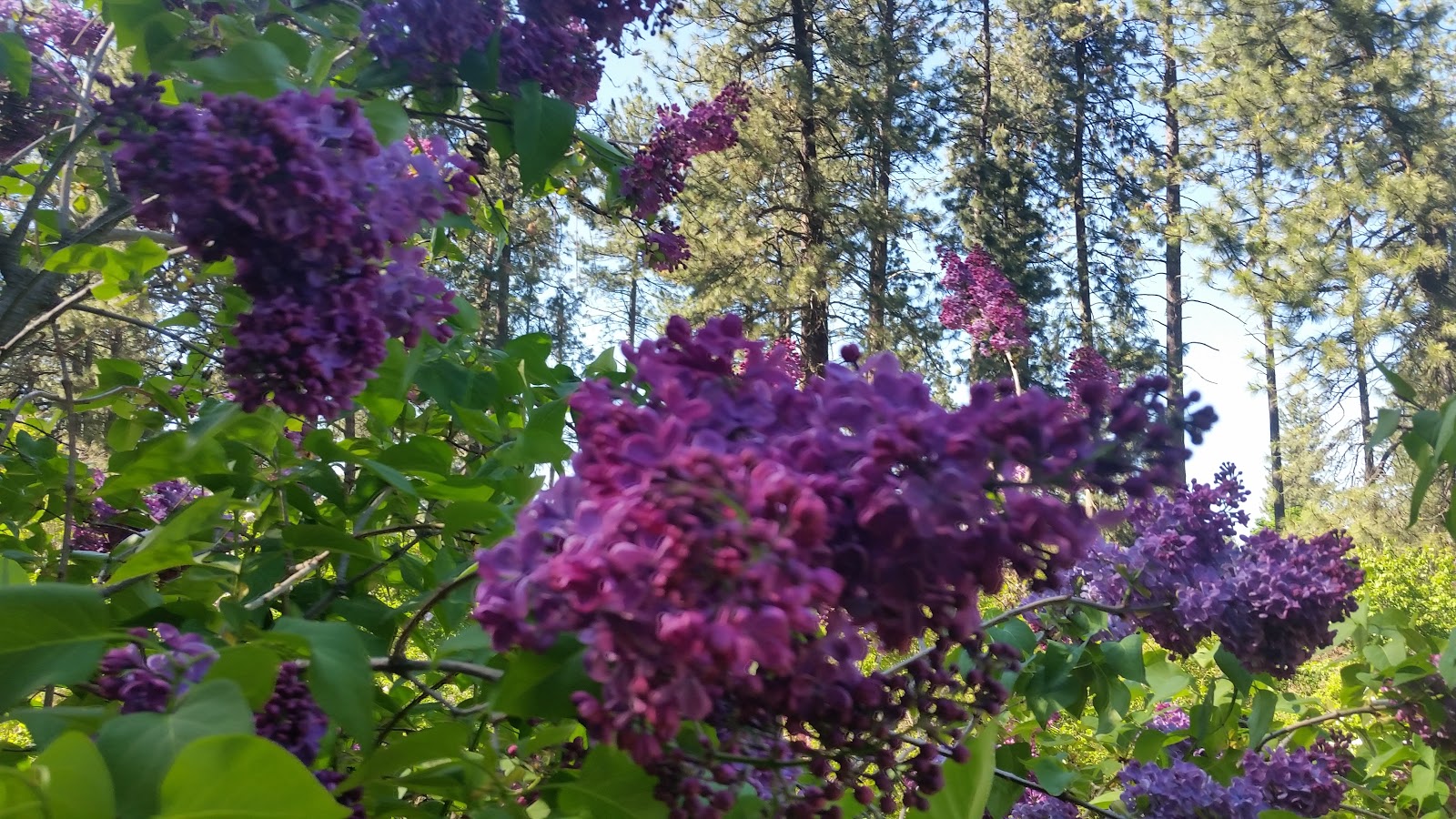 The Back Porch View: Spokane Blooms