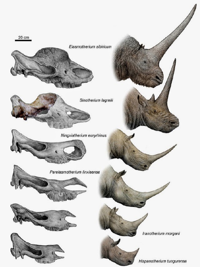 Sciency Thoughts: A tandem-horned Elasmothere Rhinoceros from the Late ...