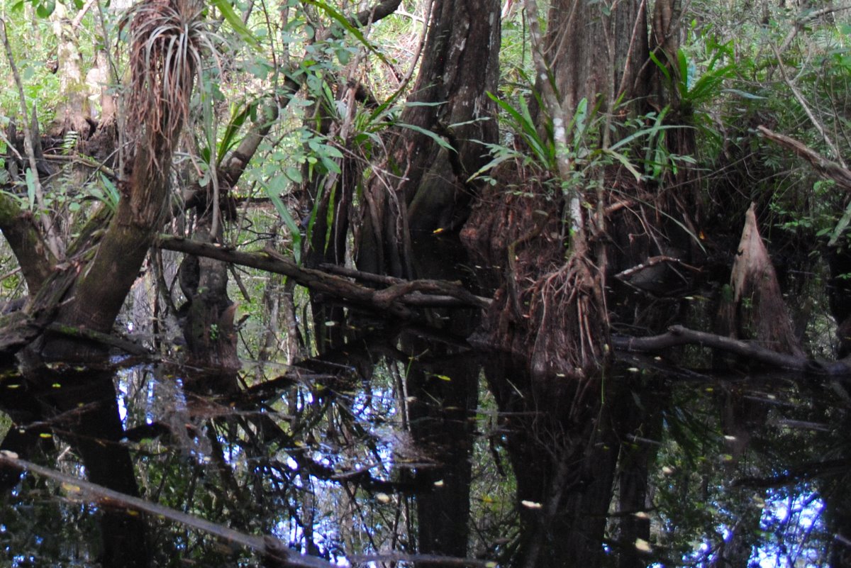 Field Notes and Photos: Corkscrew Swamp: an Audubon Society Sanctuary