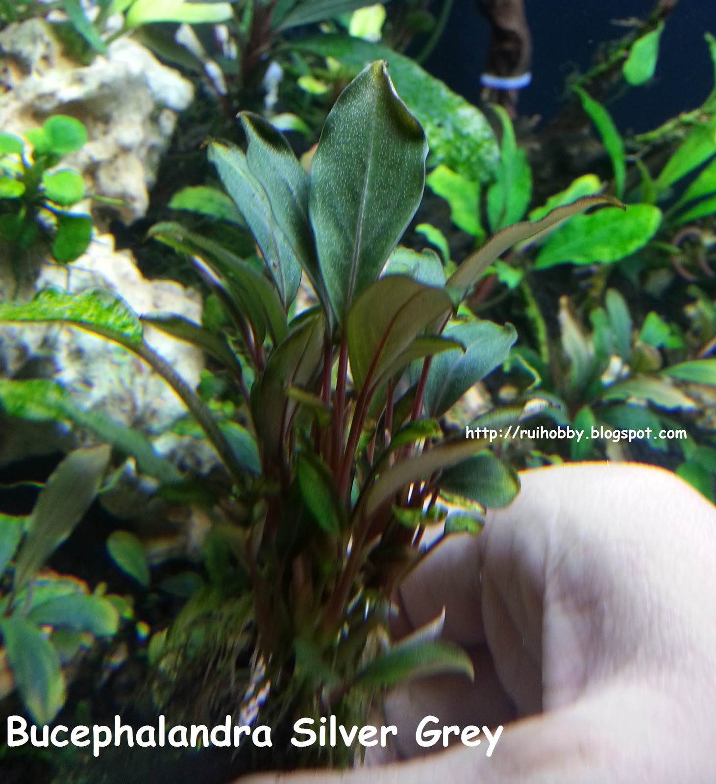 Rui's Hobby - Bucephalandras: Bucephalandra Silver Grey