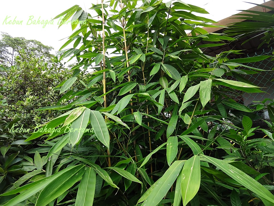 Kebun Bahagia Bersama: Buluh Gading Halus