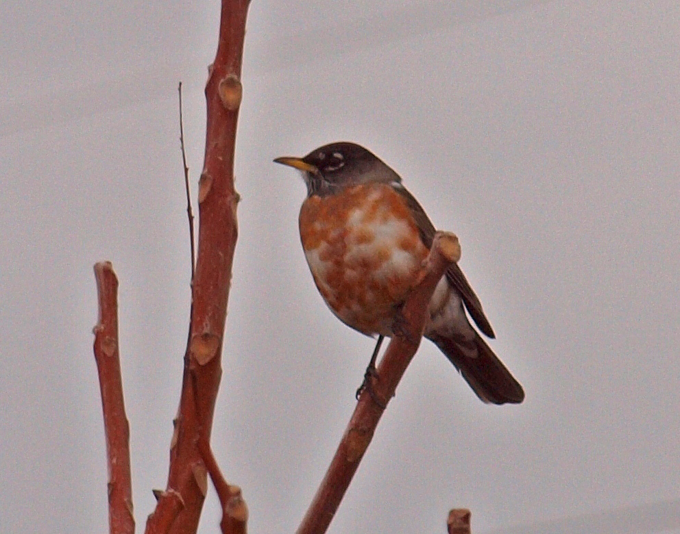 Birding Is Fun!: Finding the EXTRA in the Ordinary