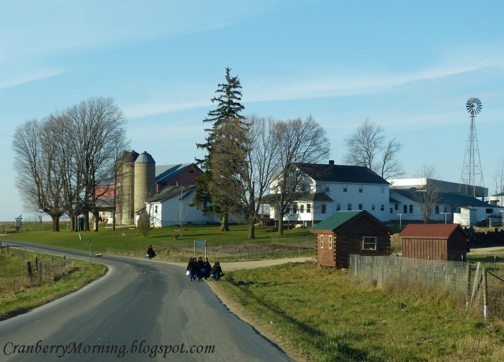Cranberry Morning: Visit to the Amish