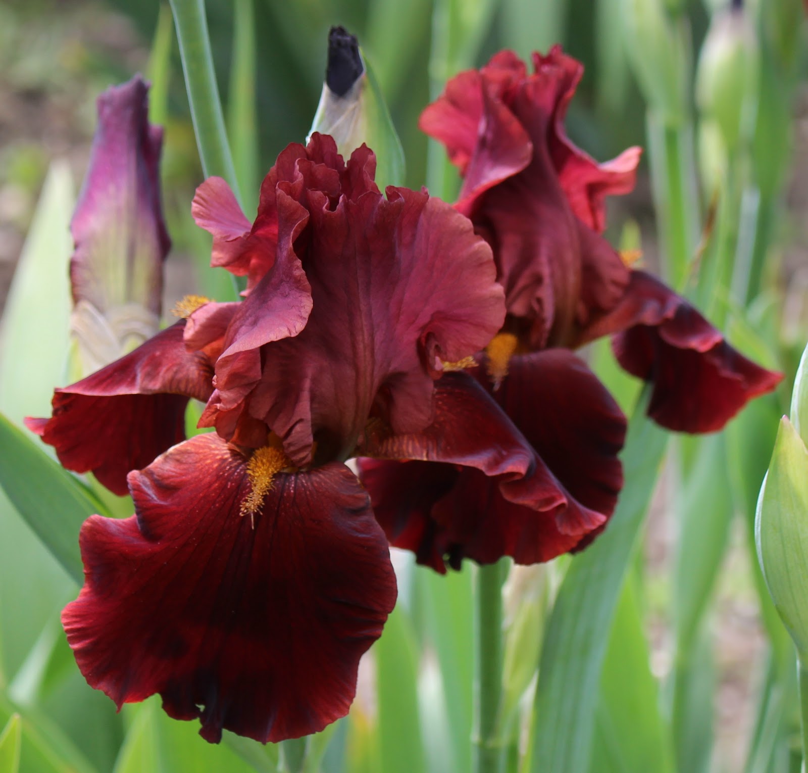 World of Irises: 2016 A GOOD YEAR FOR TALL BEARDED IRIS