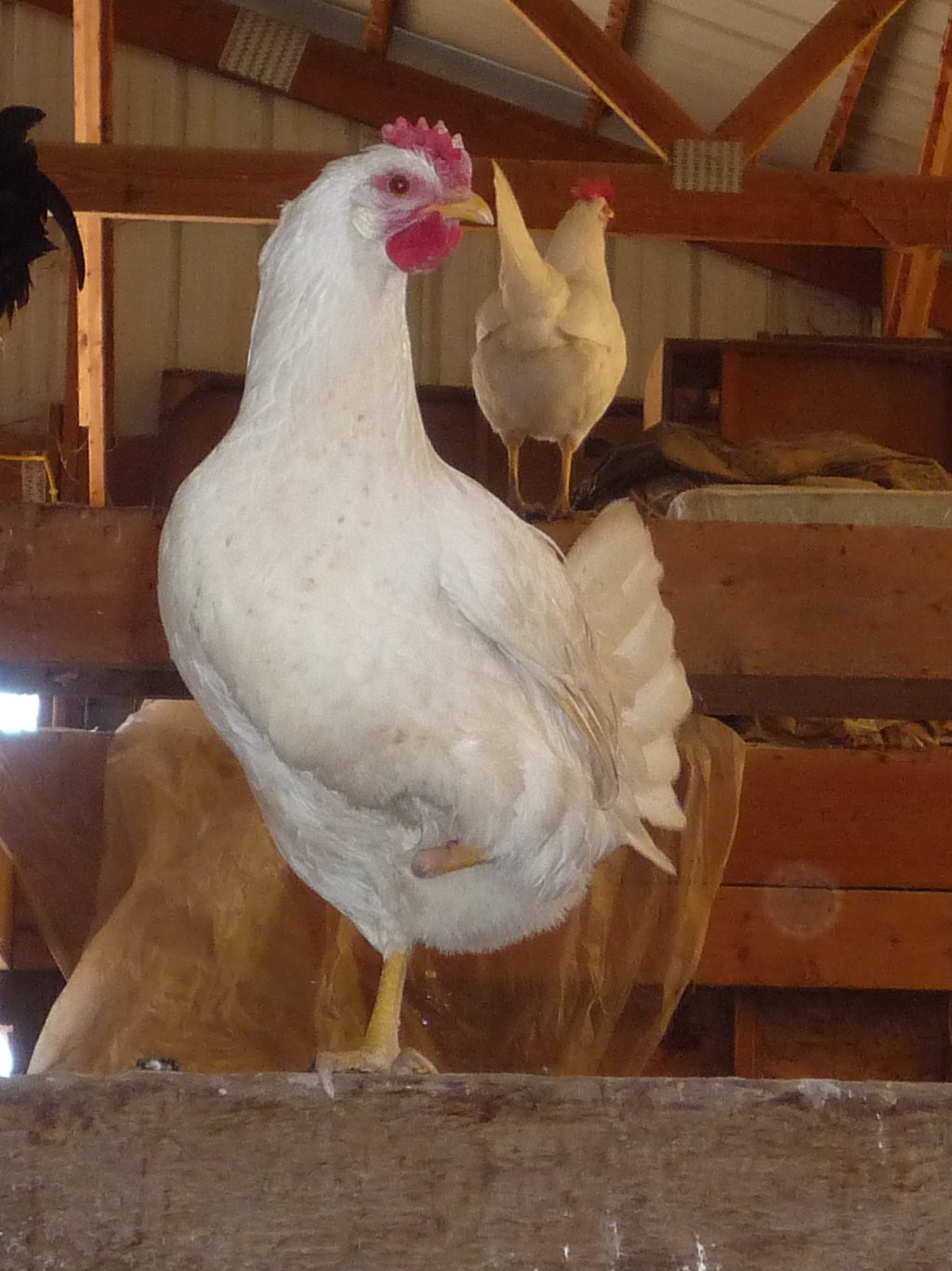 Hilltop Dream Friesians: The one legged chicken.....G.G.