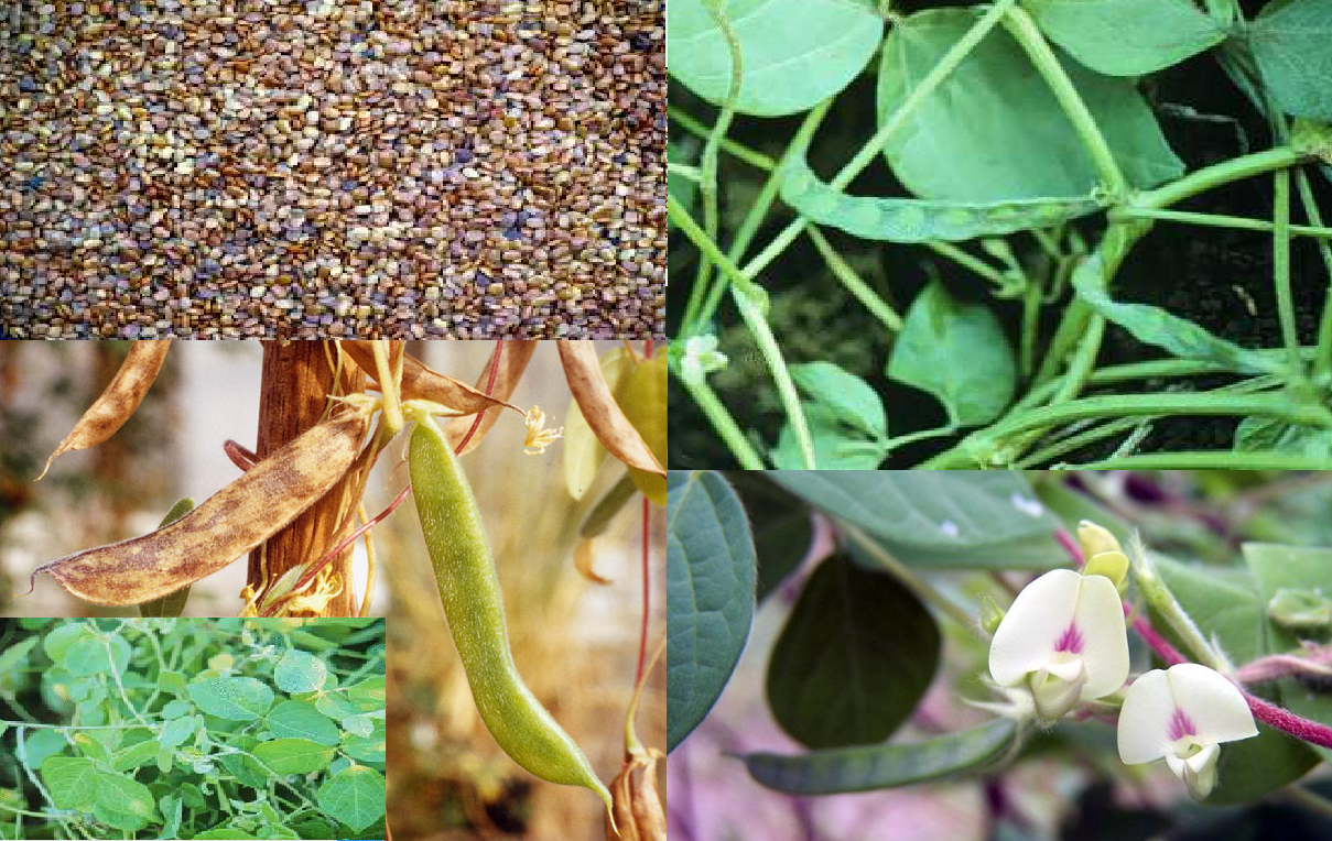 All about Kidney and Ureter Stone: Kulthi Dal कुलथी दाल किड्नी स्टोन की ...