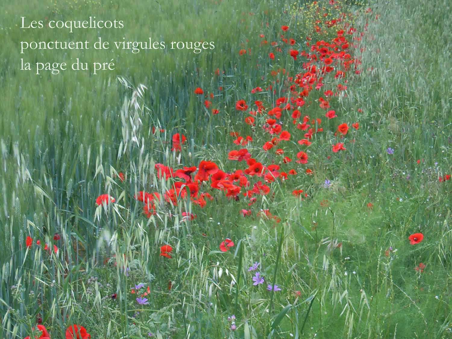 Plages de Silence, haïku etc.: Coquelicots