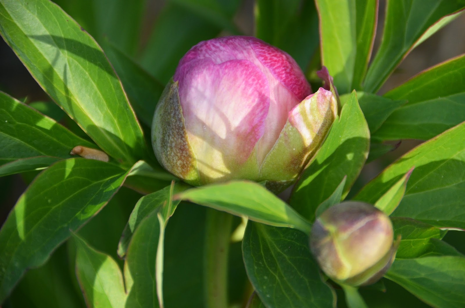 Southern Peony: 2016 Intersectional Peony Buds