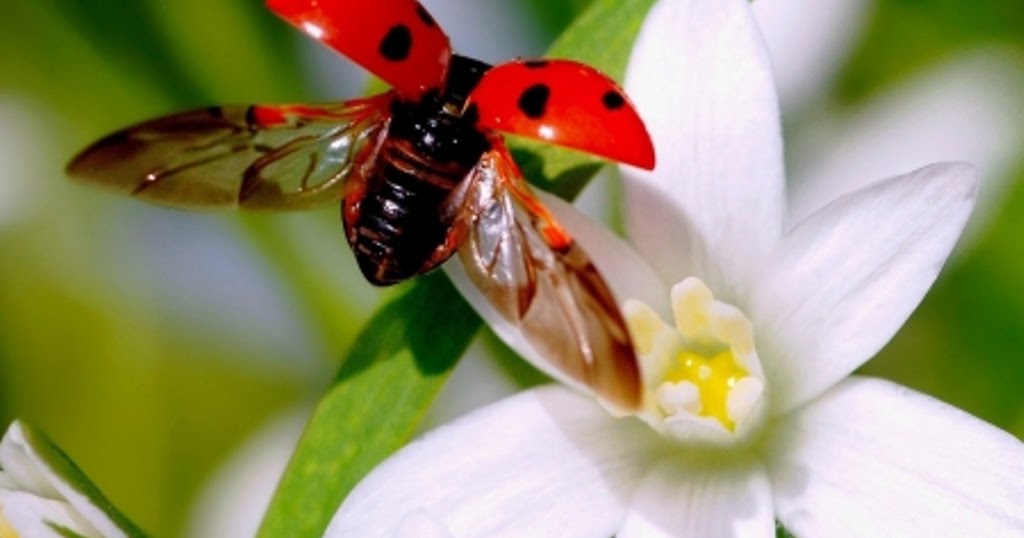 The Lady(Bug) of the Household: Photo of the Day