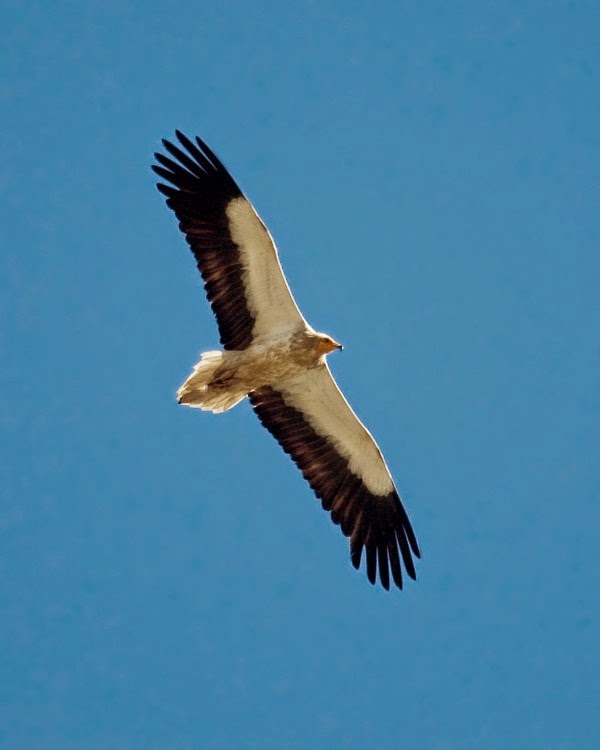 Politieverhalen: Aasgier