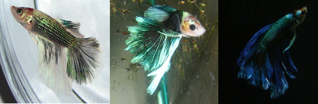 Fish Girl Writes: Color Changes in Bettas