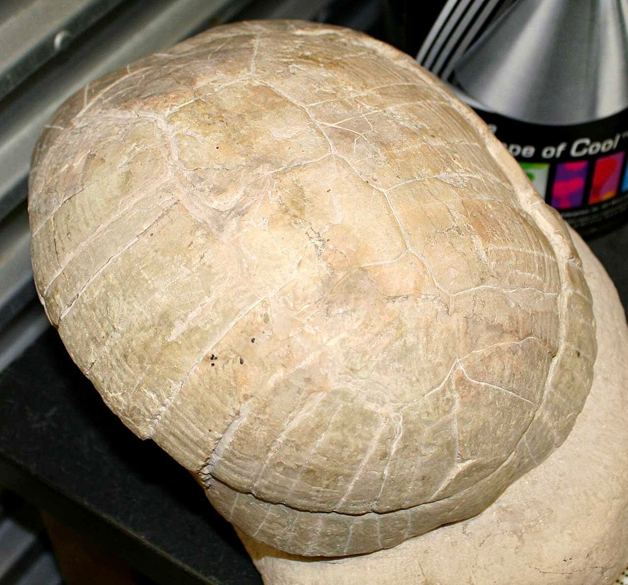 Louisville Fossils and Beyond: Stylemys nebrascensis Tortoise Fossil