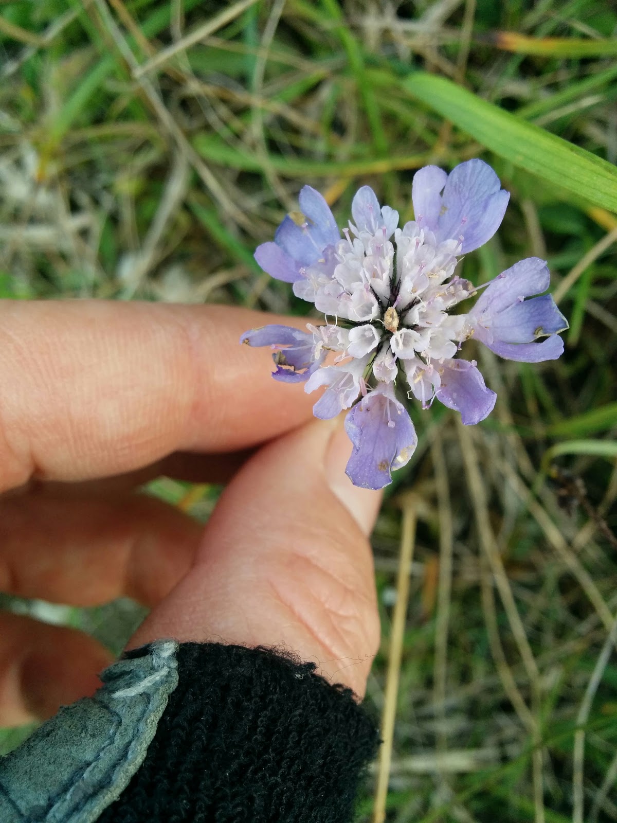 Wild Life: Small Scabious