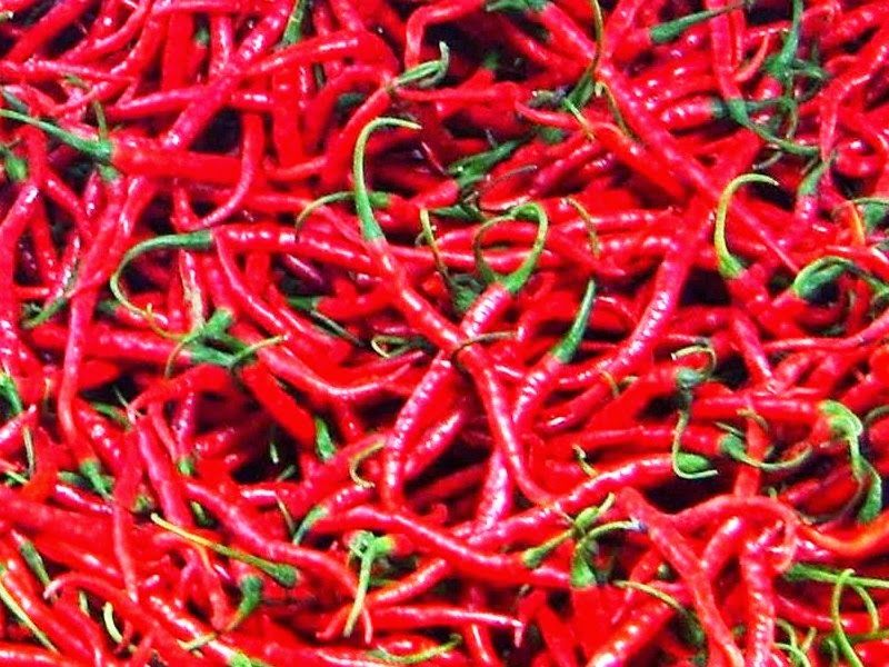 Berkebun Itu Mudah: Mengenal Tanaman Cabe