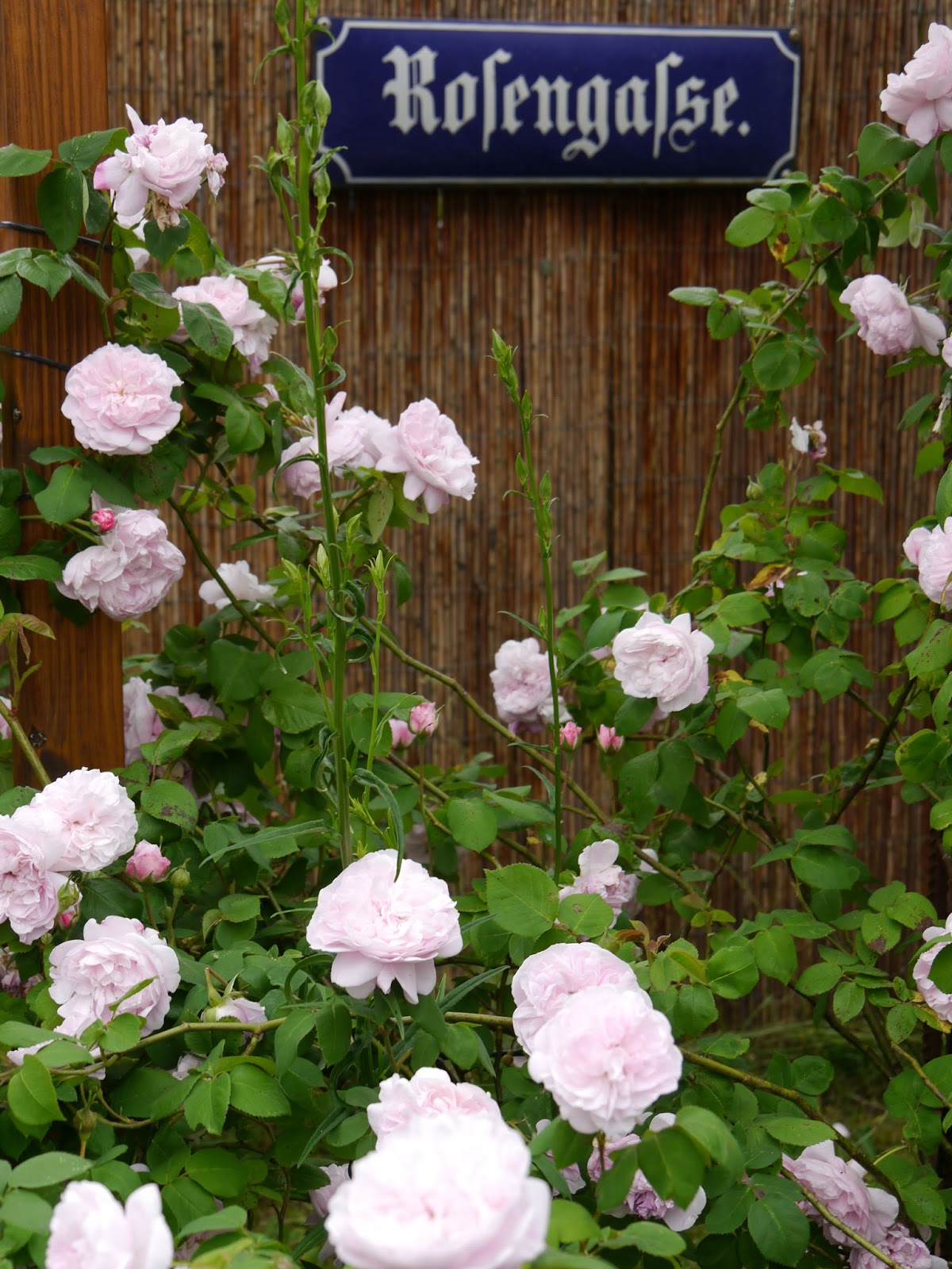 Garten-Impressionen: ROSENERLEBNIS BEI SPEZIALISTEN