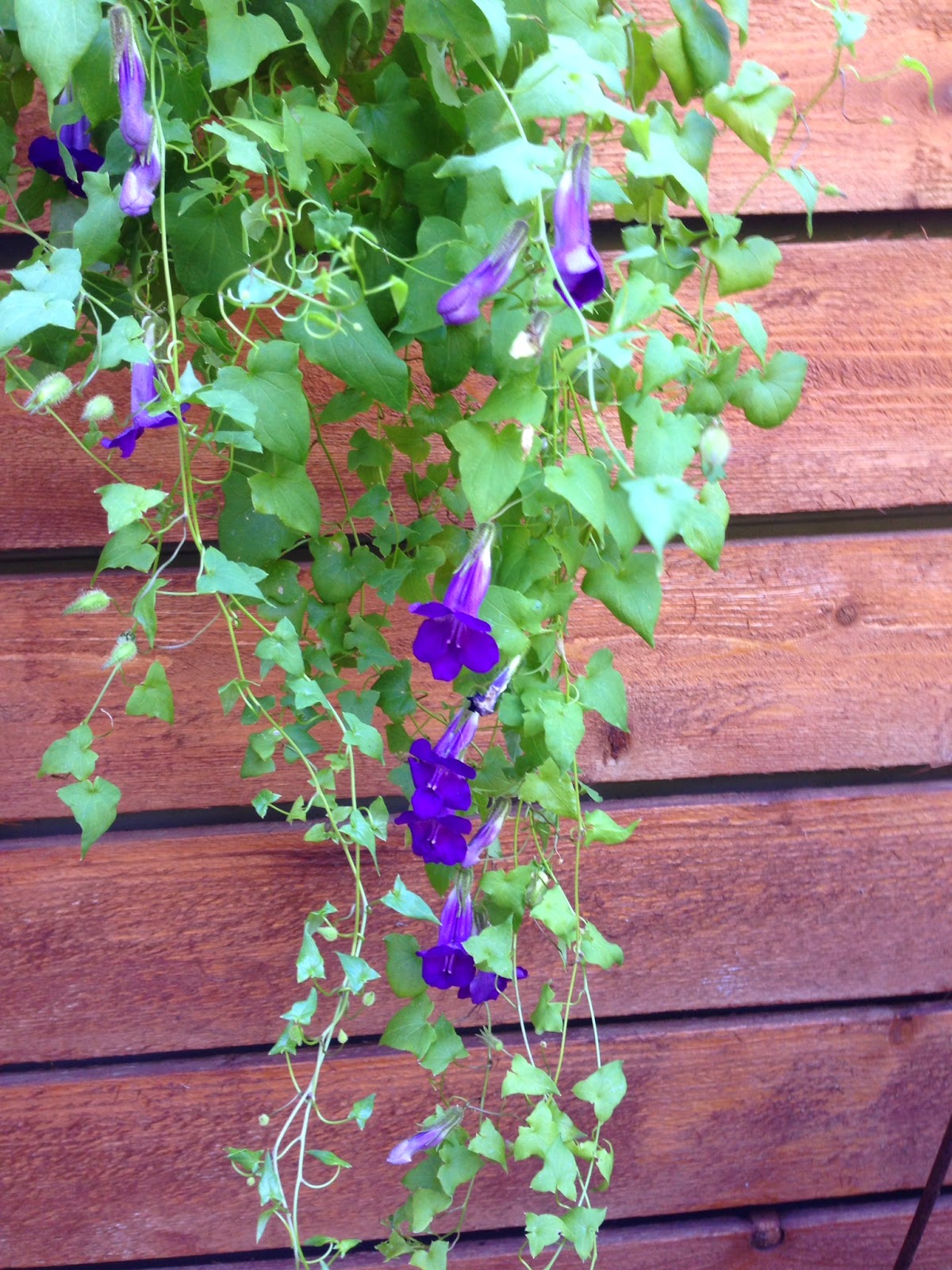 All-Purpose Flower: My Plant of the Summer - Asarina