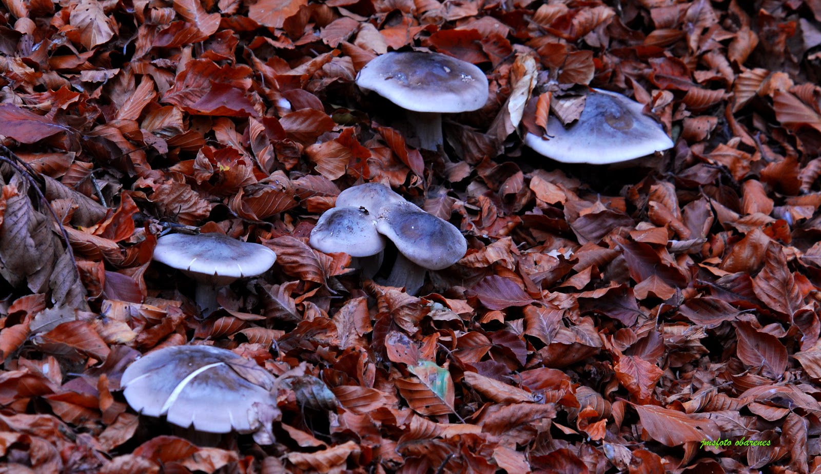 MONTES OBARENES ENTORNO Y VIDA: Pardillas
