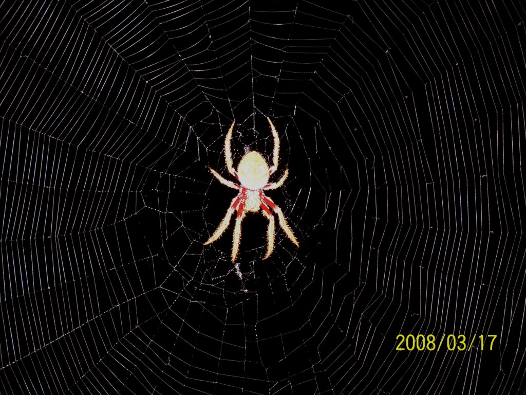 MollersDownUnder: Return of the Orb Weaver!