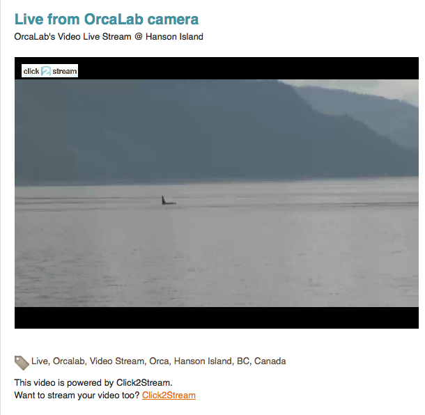Orca Watcher: New Orca Webcam