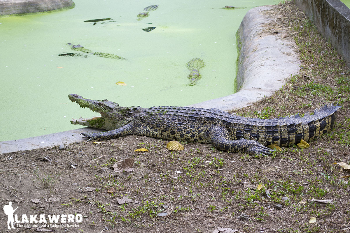 Lakawero: DAVAO CITY: A Visit at Davao Crocodile Park