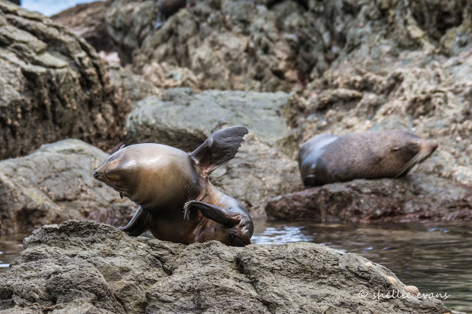 Two Go Tiki Touring: Beach Hop South- Ngawi- Part 2; Lighthouse & Seals