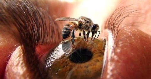 Entomofobia, Aracnofobia e Ofidiofobia