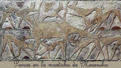 Las razas caninas | eligiendoperro