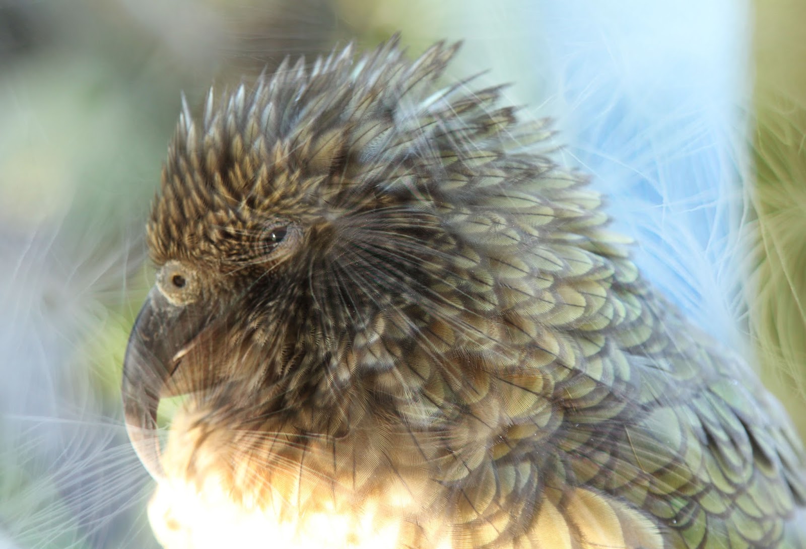 Rotorua Artist Janet Keen's Photography, Mosaics, Paintings & Writing ...