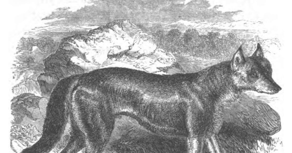 Dog Law Reporter: Darwin’s Dogs