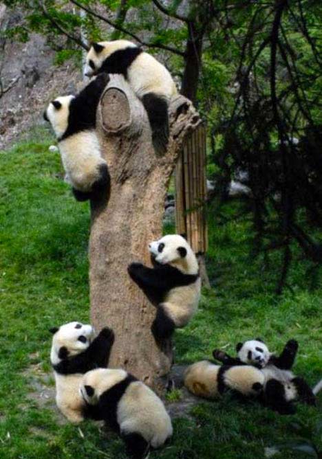 ilginç hayvan resimleri - Hayvanlar alemi - resmi fotoğrafları