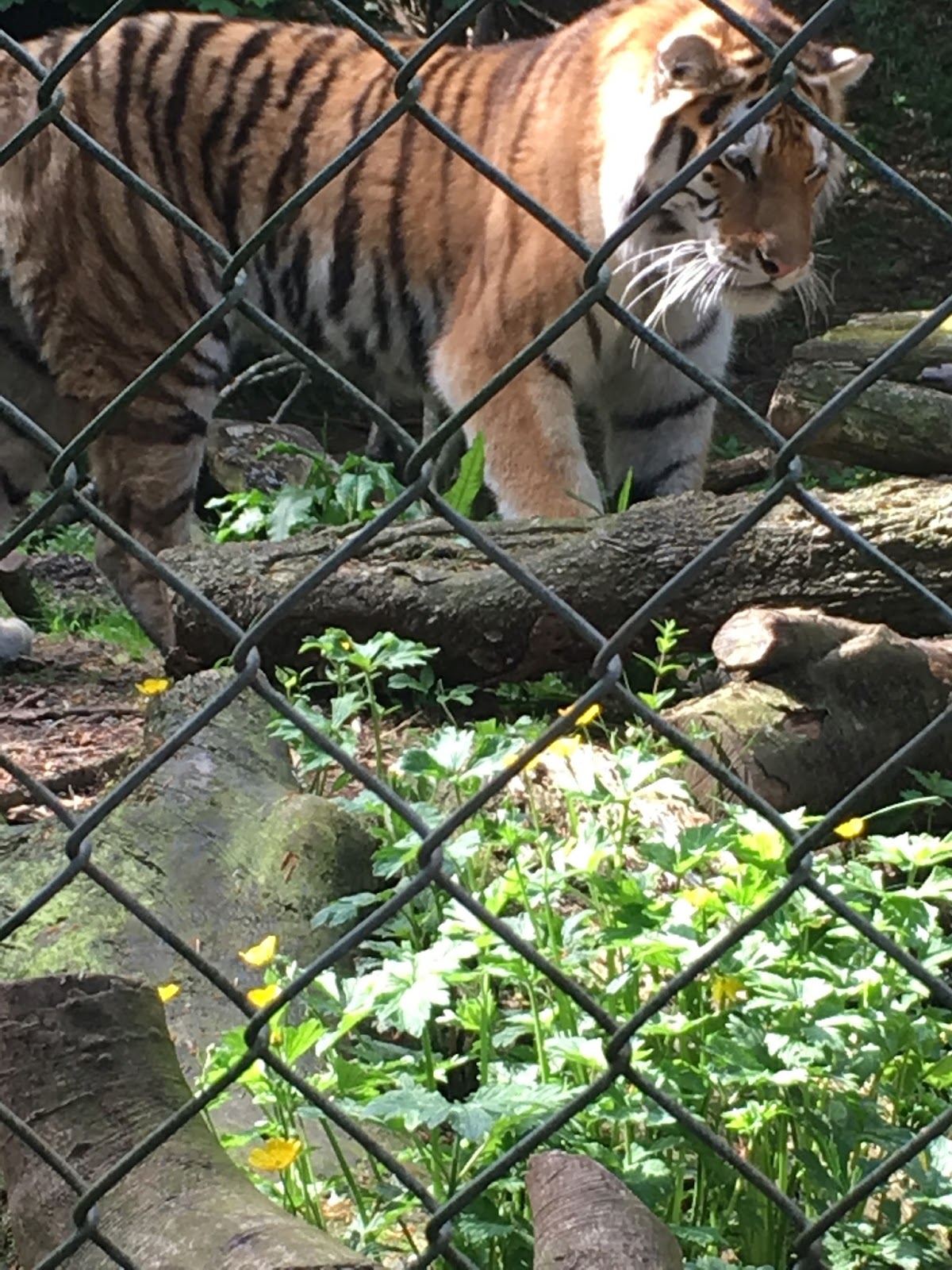 Dartmoor Zoo, Sparkwell, Devon
