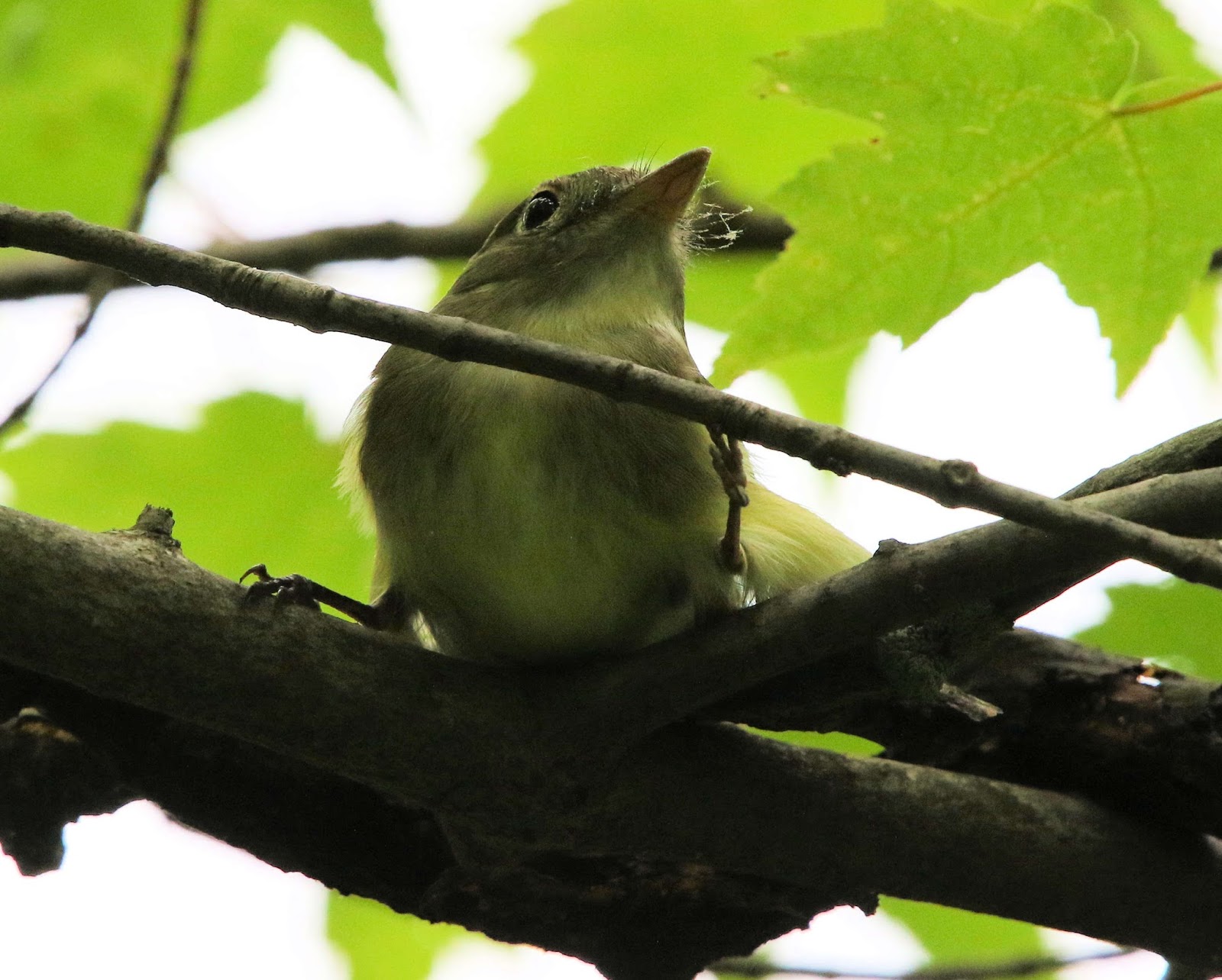 Birds from Behind : Hunting the Wiley Wild Otter...
