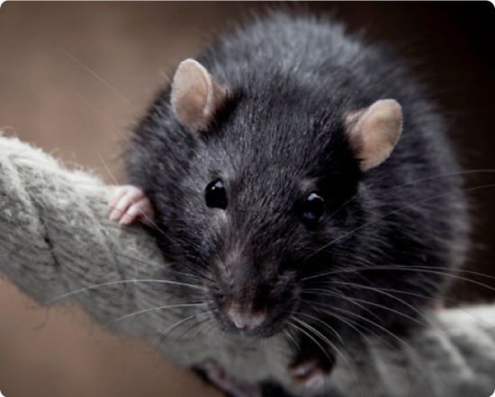 Un ejército al anochecer. La epopeya de las ratas.