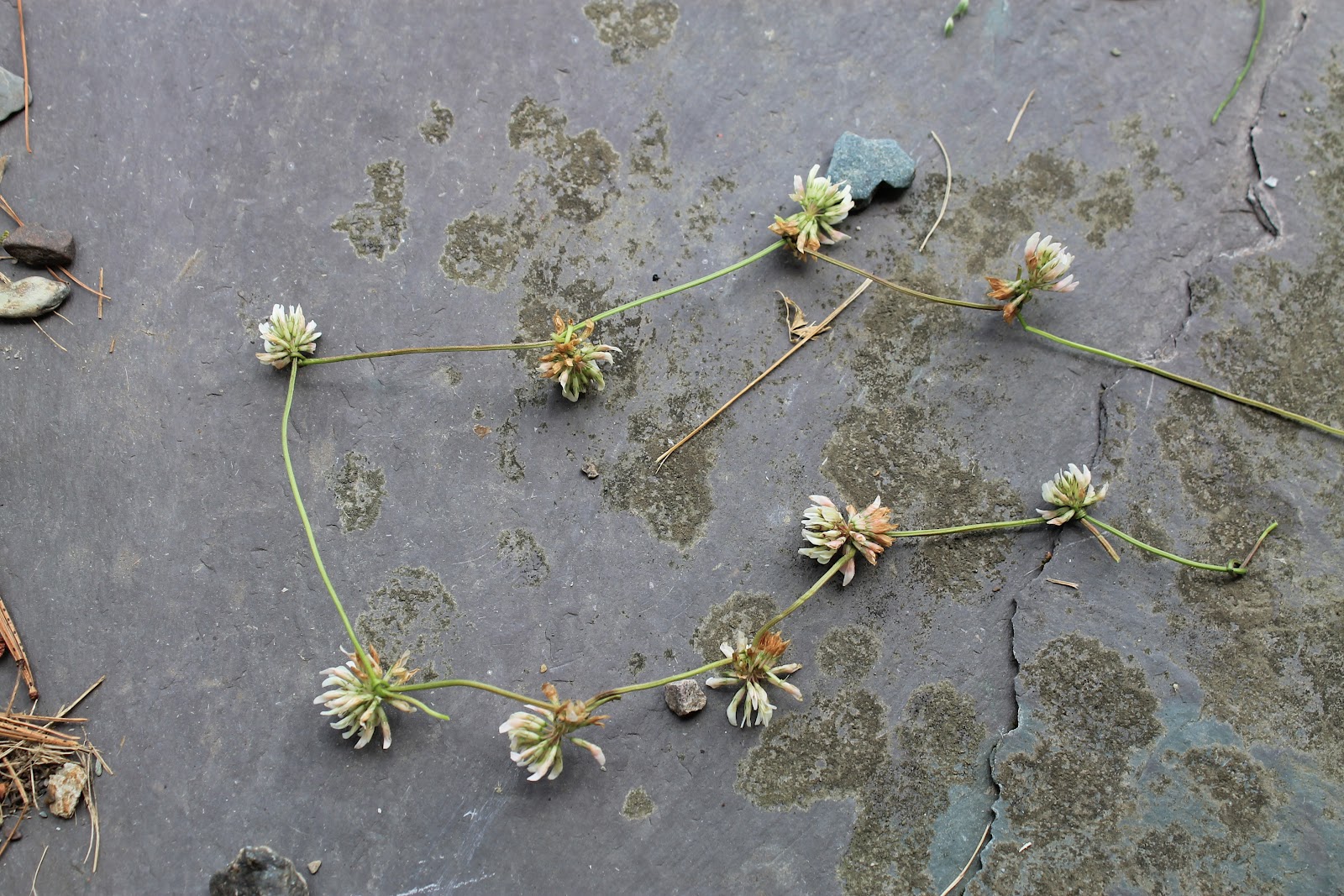 Connecting Pieces: Craft Day- Clover Chains