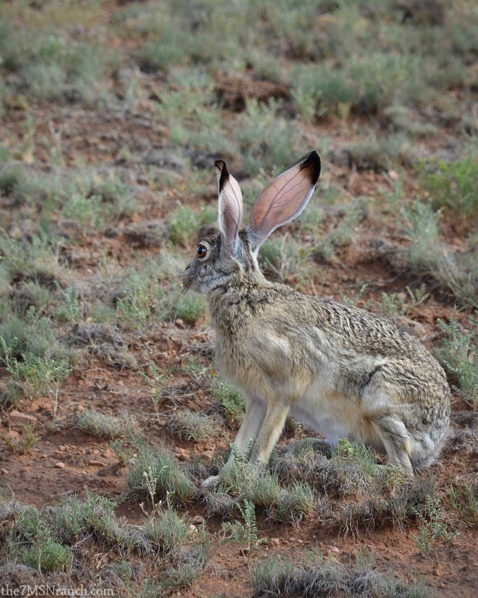 The 7MSN Ranch: For You