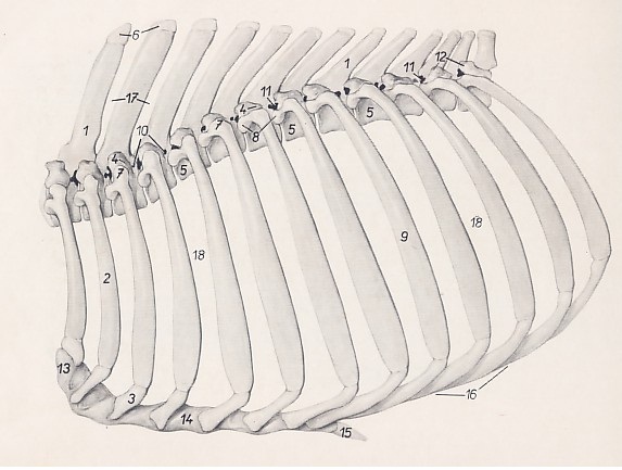 Veterinary: Osteologi Sapi